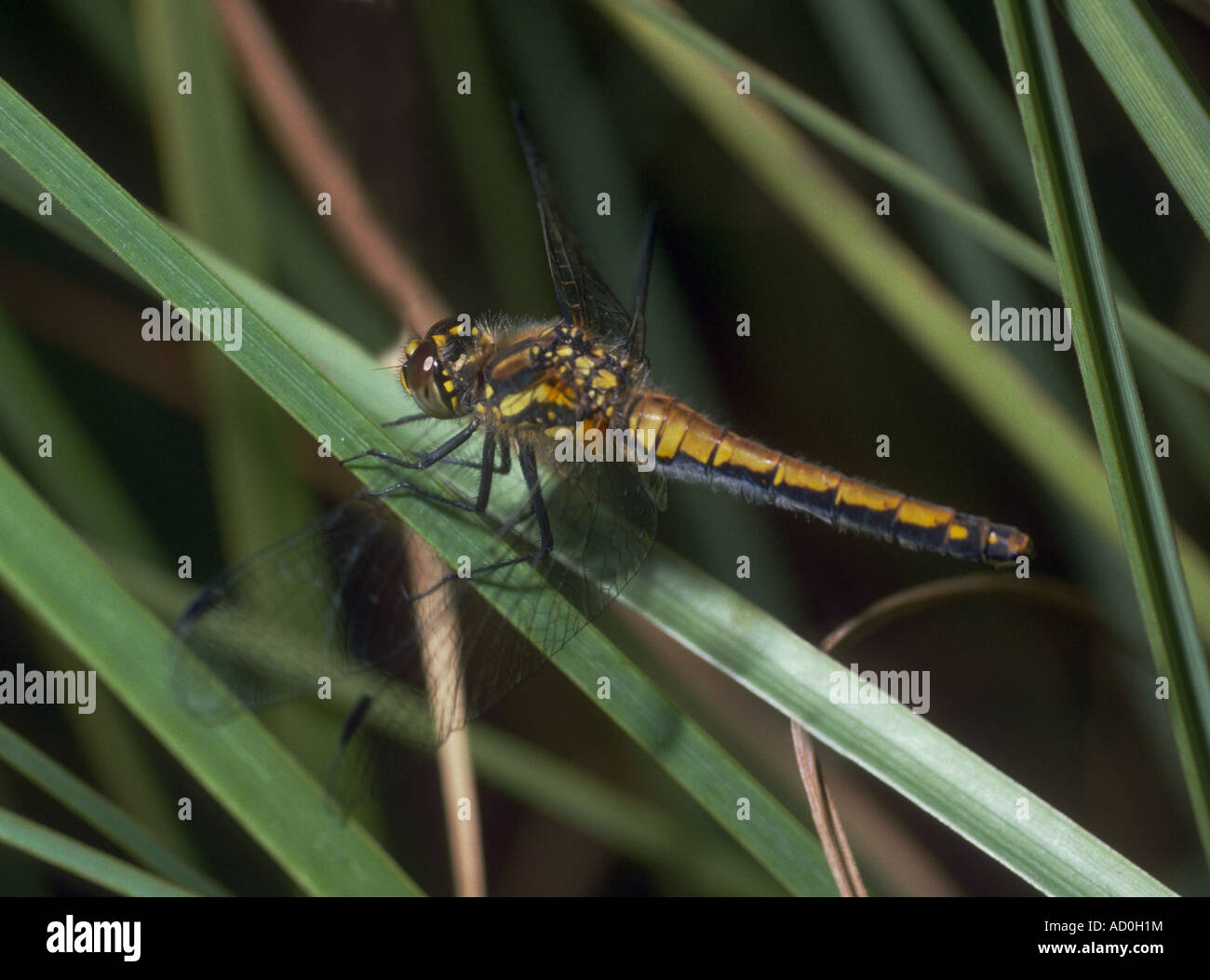 Black Darter (Sympetrum danae) female Dragon Fly Stock Photo - Alamy
