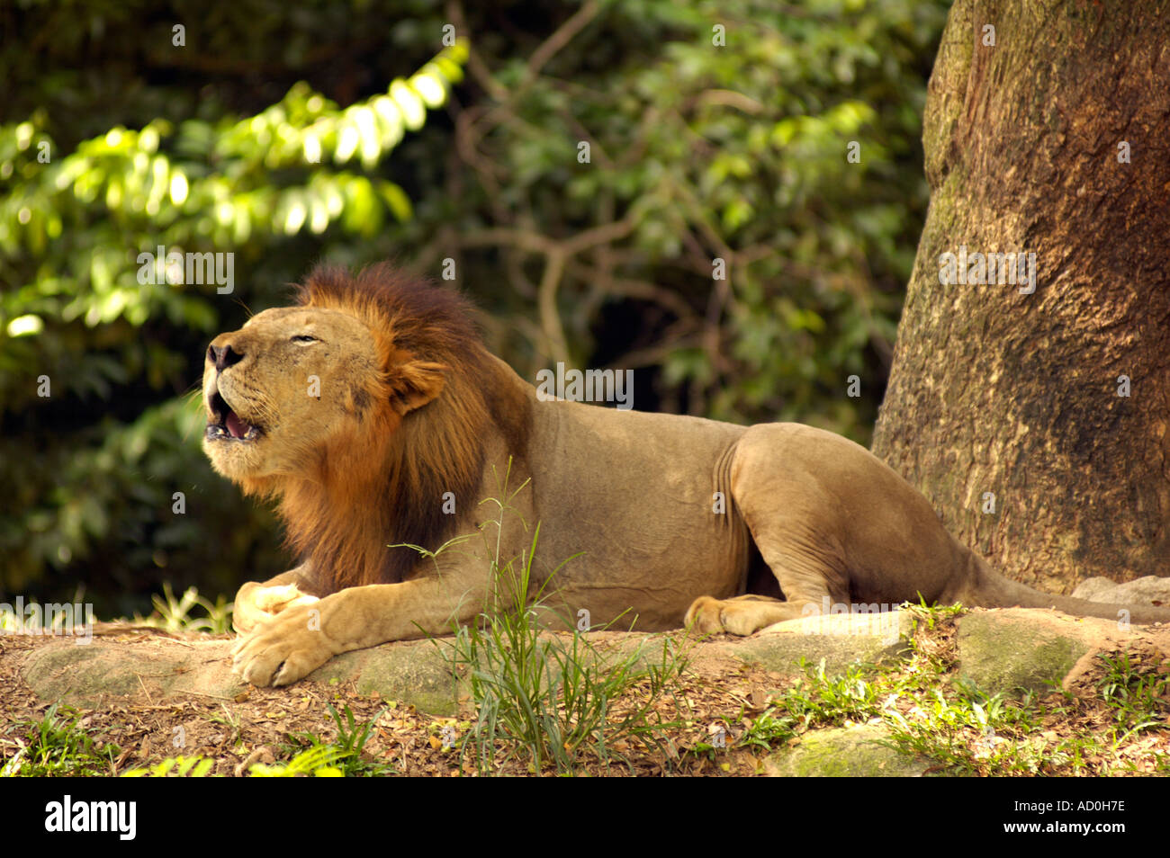 Male lion calling in Singapore Zoo Stock Photo - Alamy