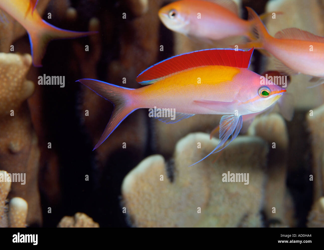 Anthias redfin hi-res stock photography and images - Alamy
