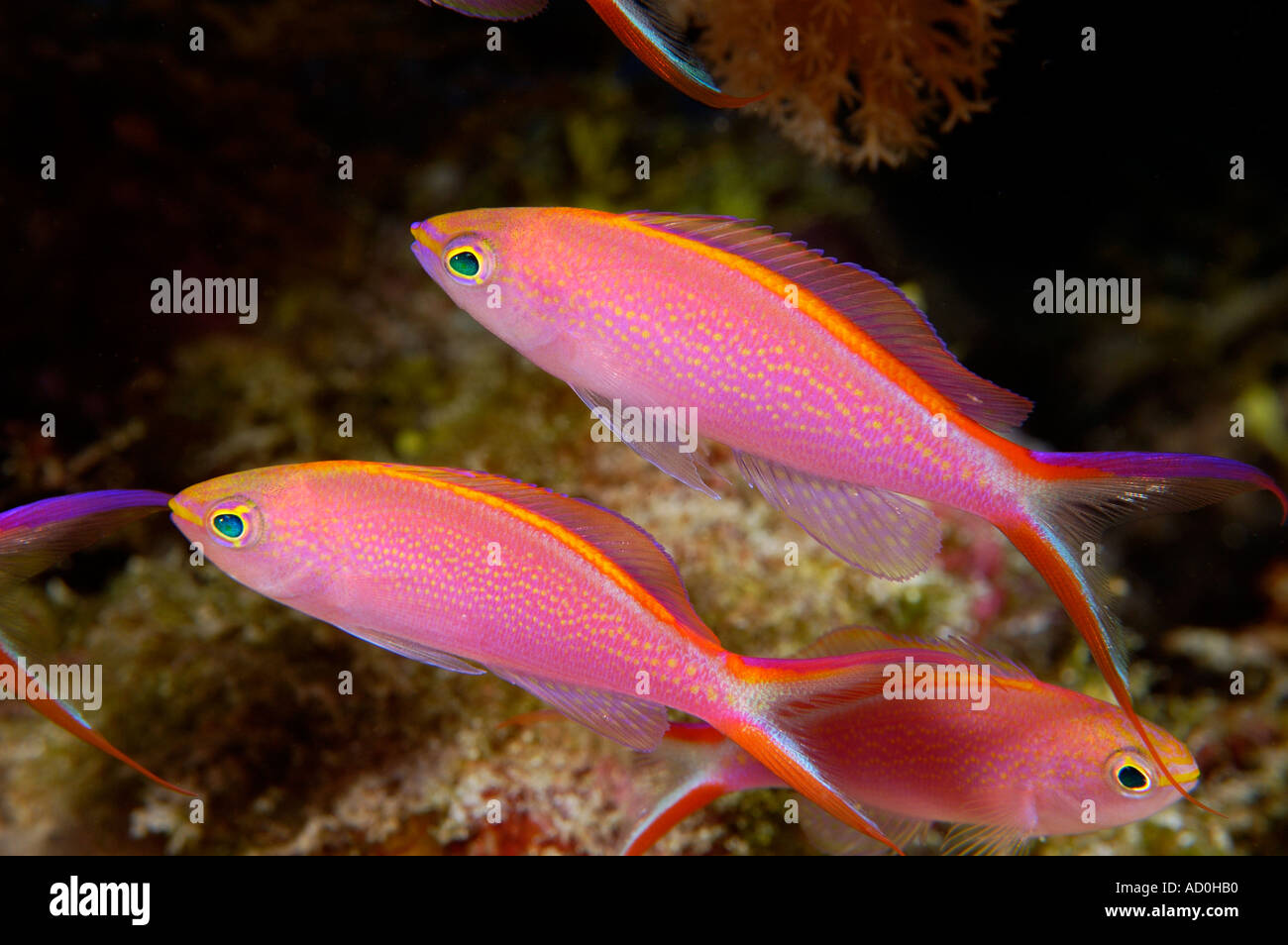 Princess anthiases Pseudanthias smithvanizi females Kosrae Micronesia ...