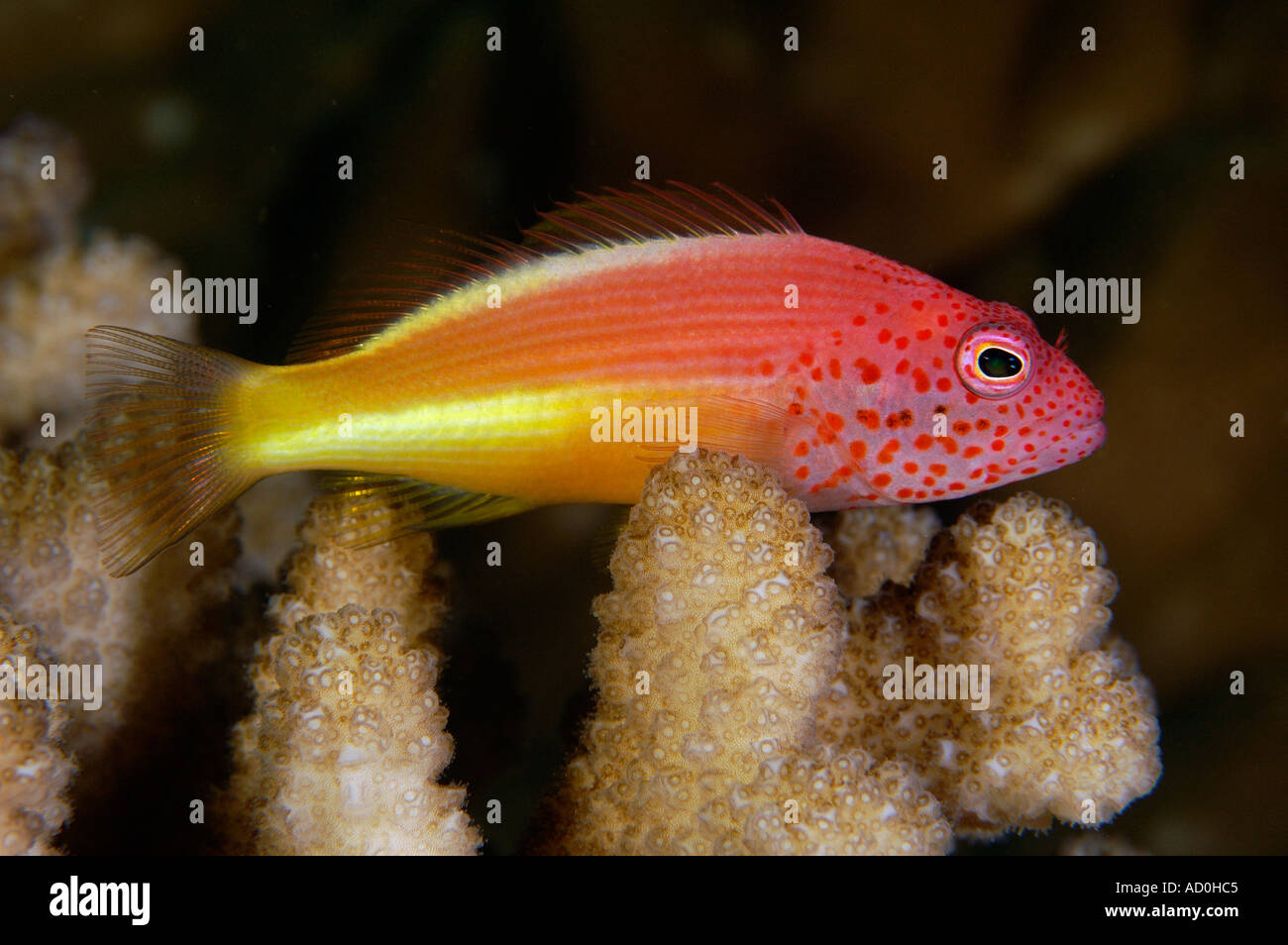 Freckled Hawkfish Paracirrhites forsteri Kosrae Micronesia Stock Photo ...
