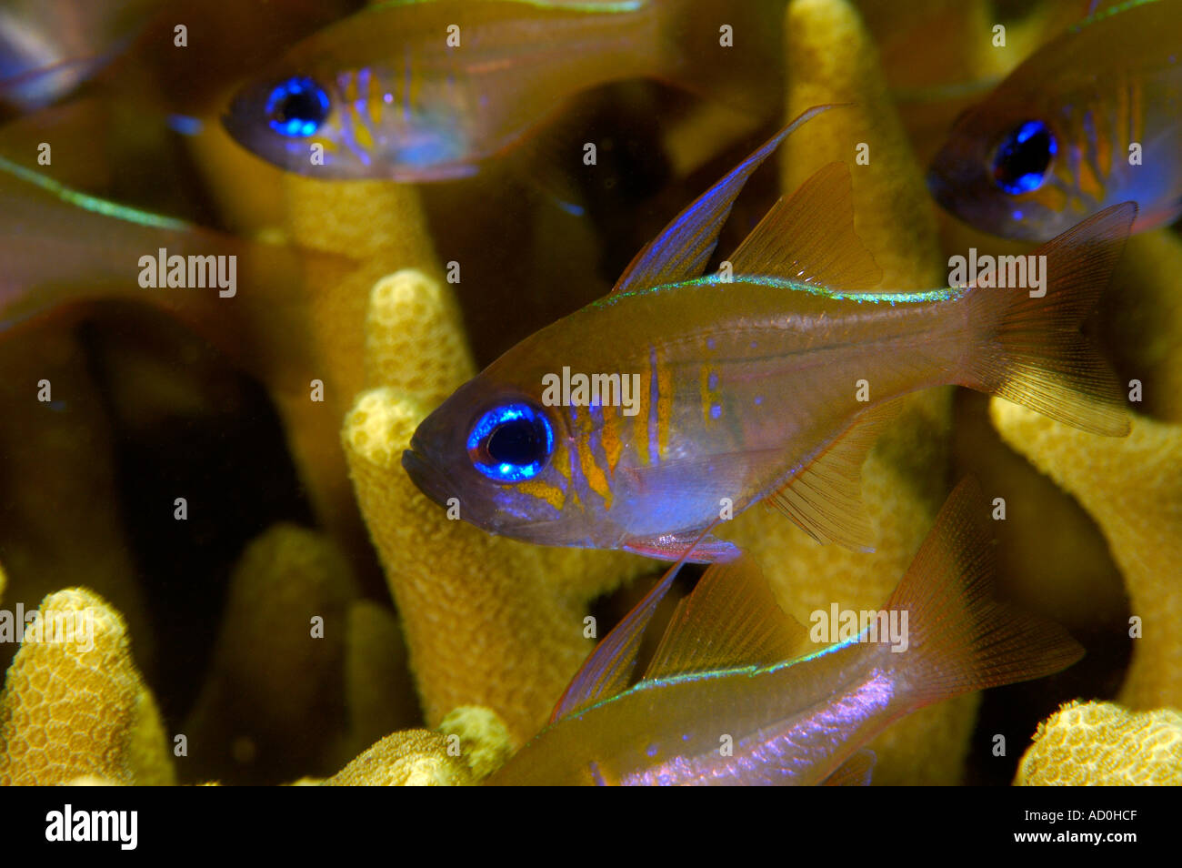 Threadfin cardinalfish hi-res stock photography and images - Alamy