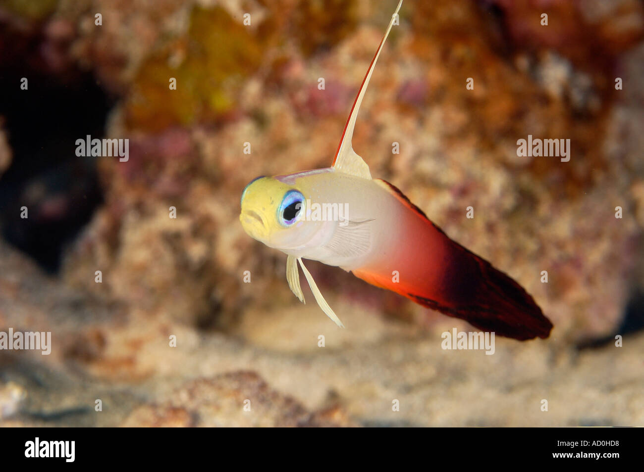 Fire dartfish Nemateleotris magnifica Kosrae Micronesia Stock Photo - Alamy