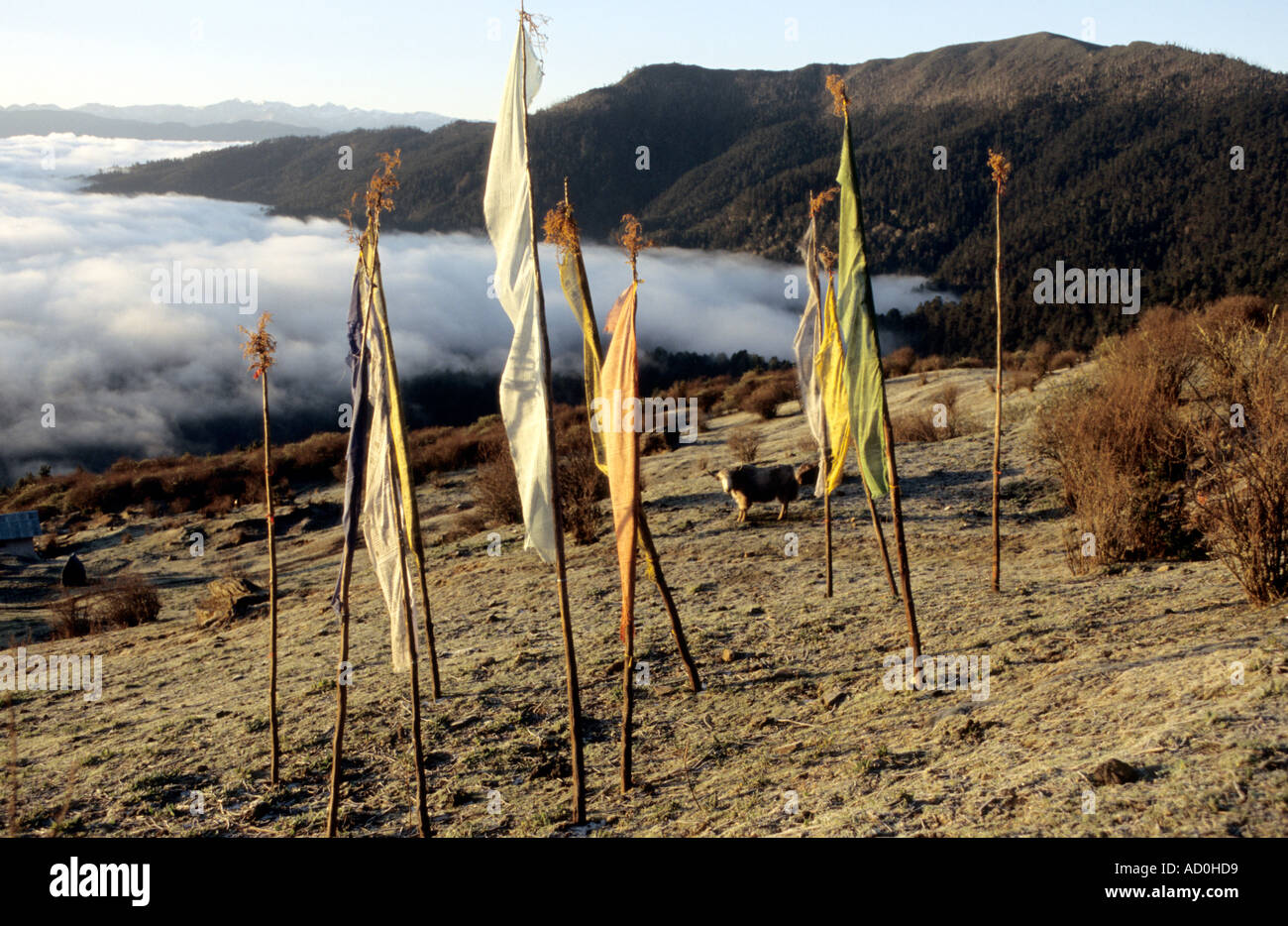 Prayer flags early morning Phajoding Goemba Bhutan Stock Photo - Alamy
