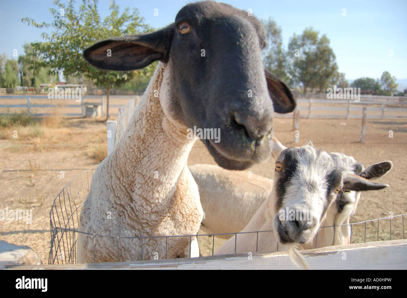 Sam the sheep and his pigmy goat buddies are curious creatures Stock ...