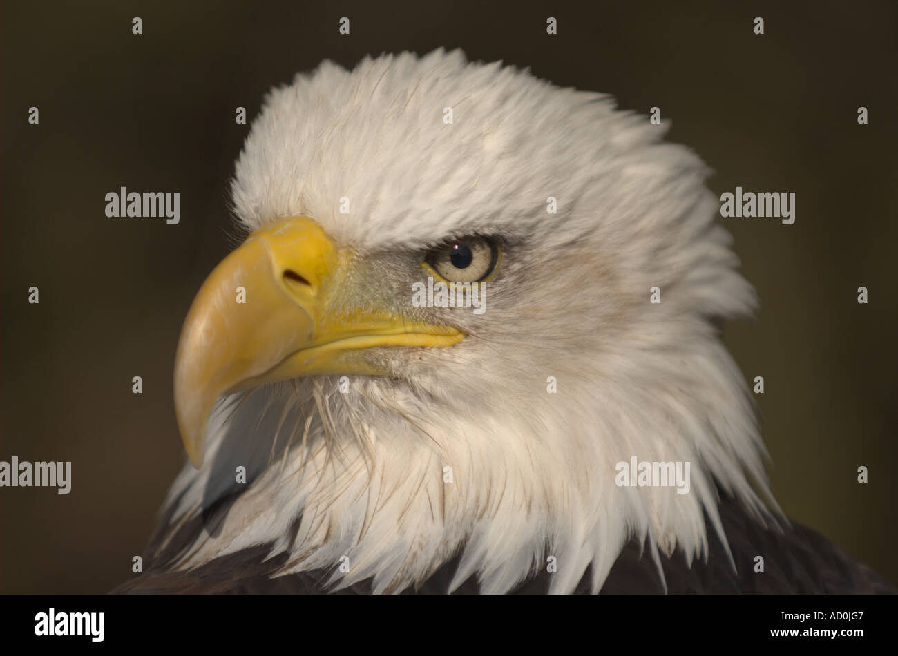 Adult mature iconic predator bird hi-res stock photography and images ...