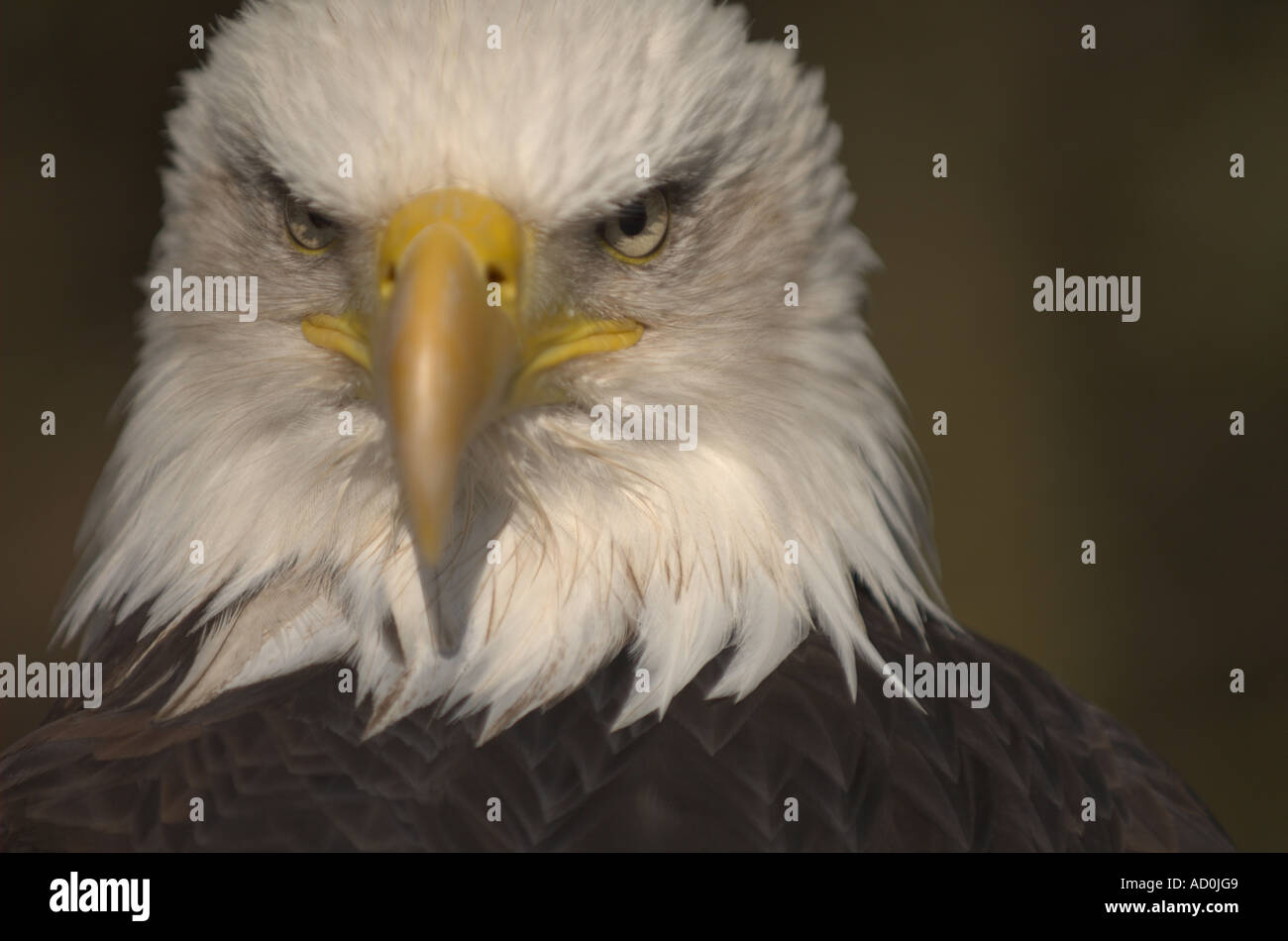 Mature adult Bald eagle Haliaeetus leucocephalus Stock Photo - Alamy