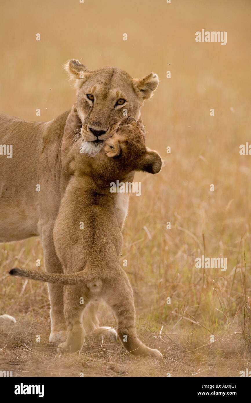 Baby Lions Hugging