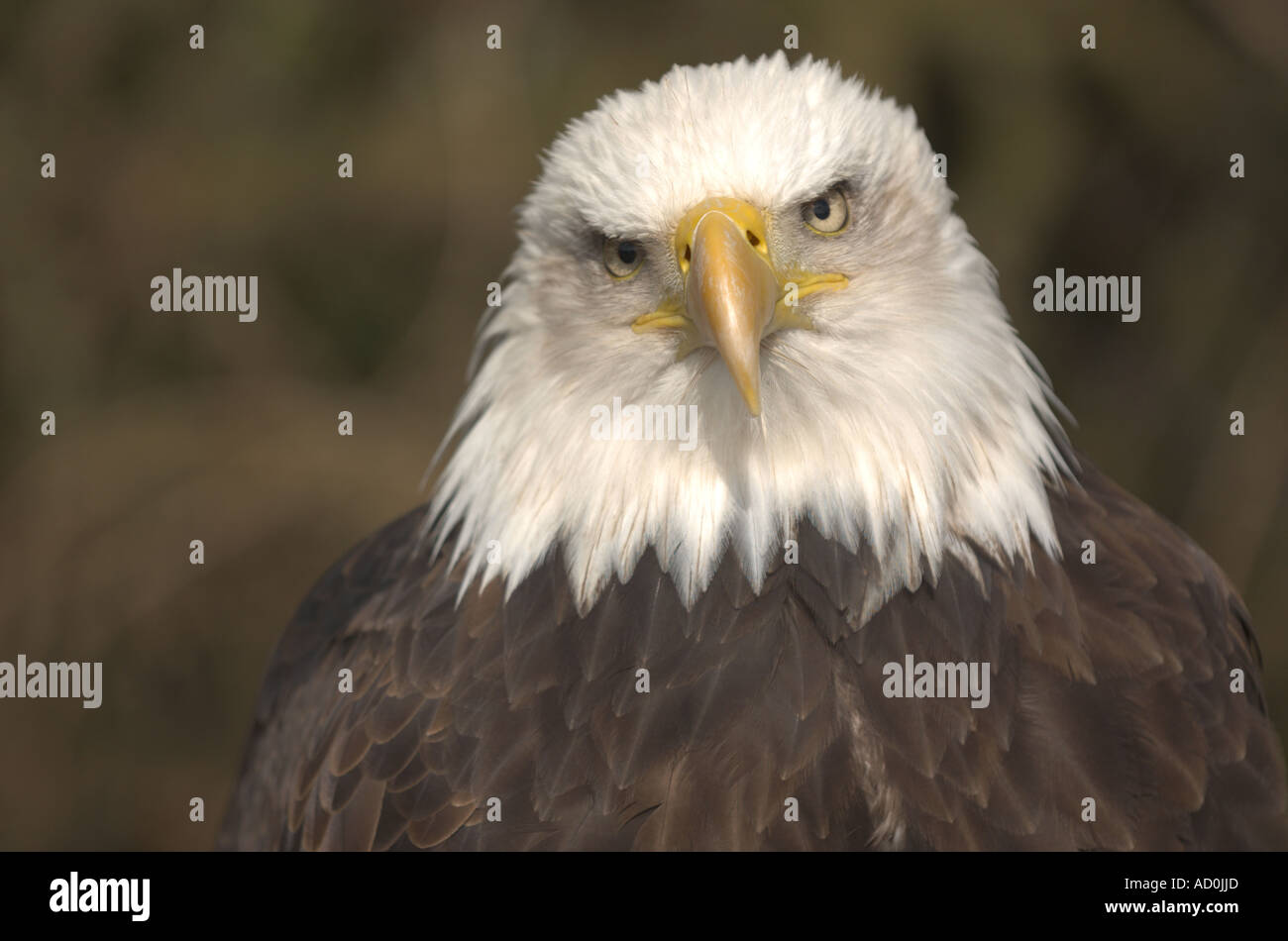 Adult mature iconic predator bird hi-res stock photography and images - Alamy