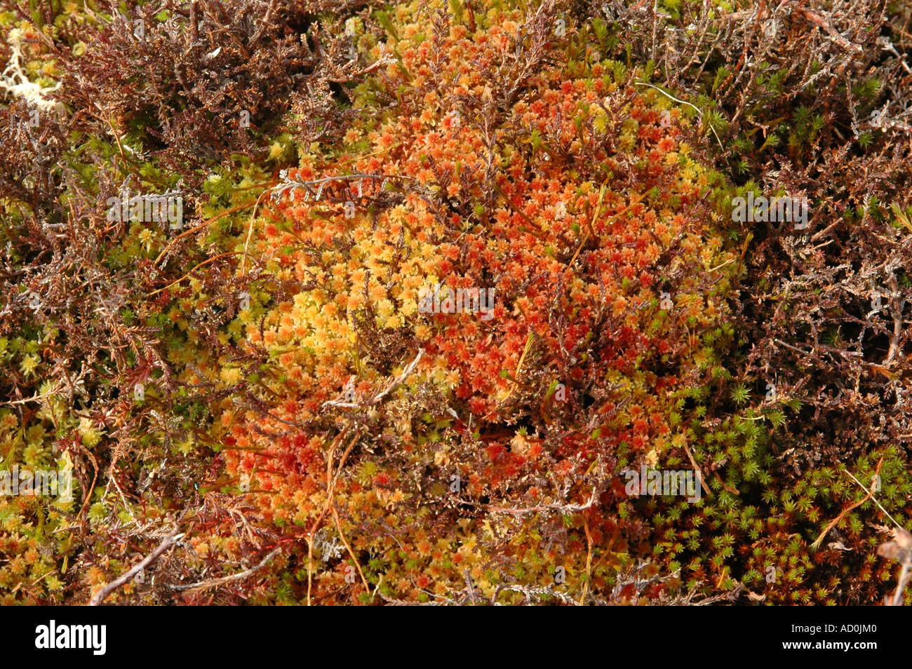 Patch of bog moss Spagnum recurvum Stock Photo - Alamy