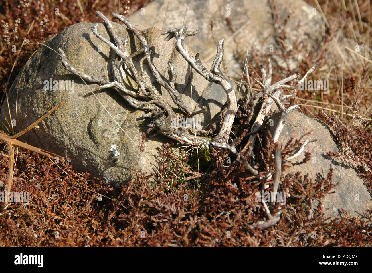 Erica spp hi-res stock photography and images - Alamy
