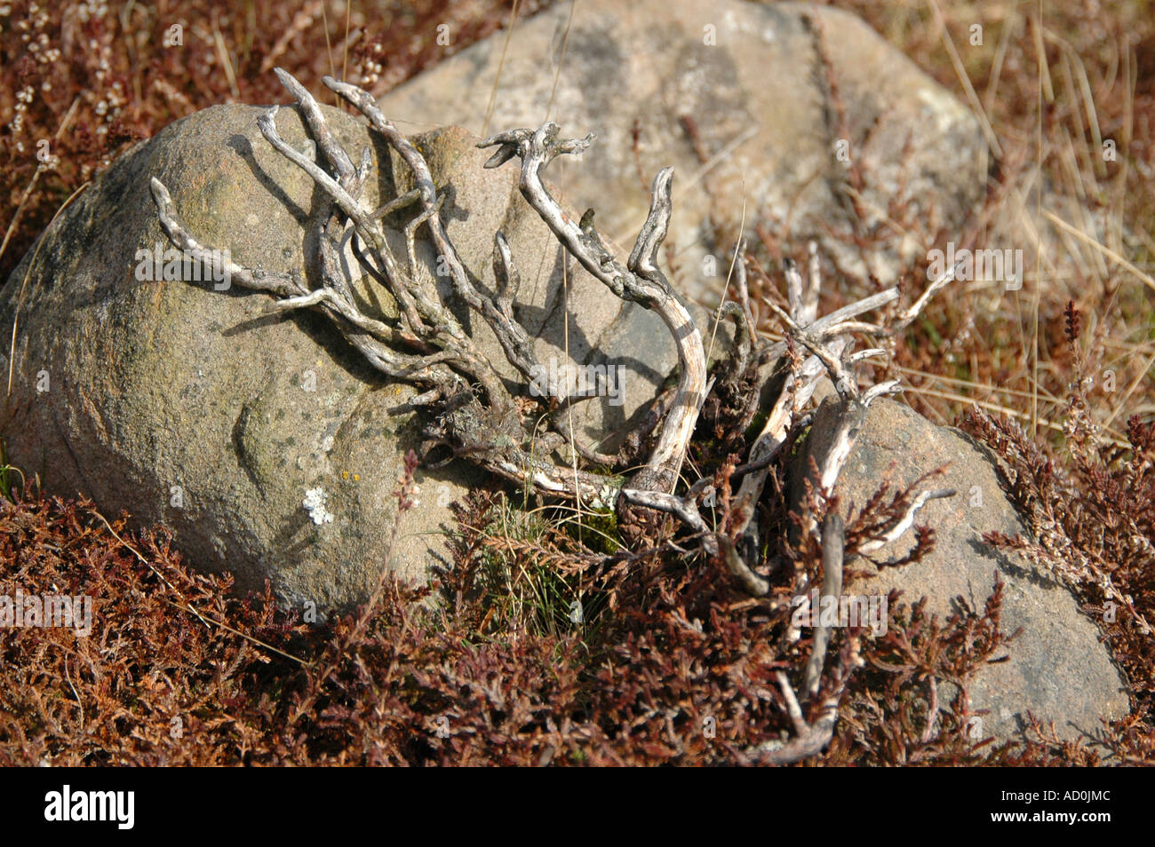 Erica spp hi-res stock photography and images - Alamy