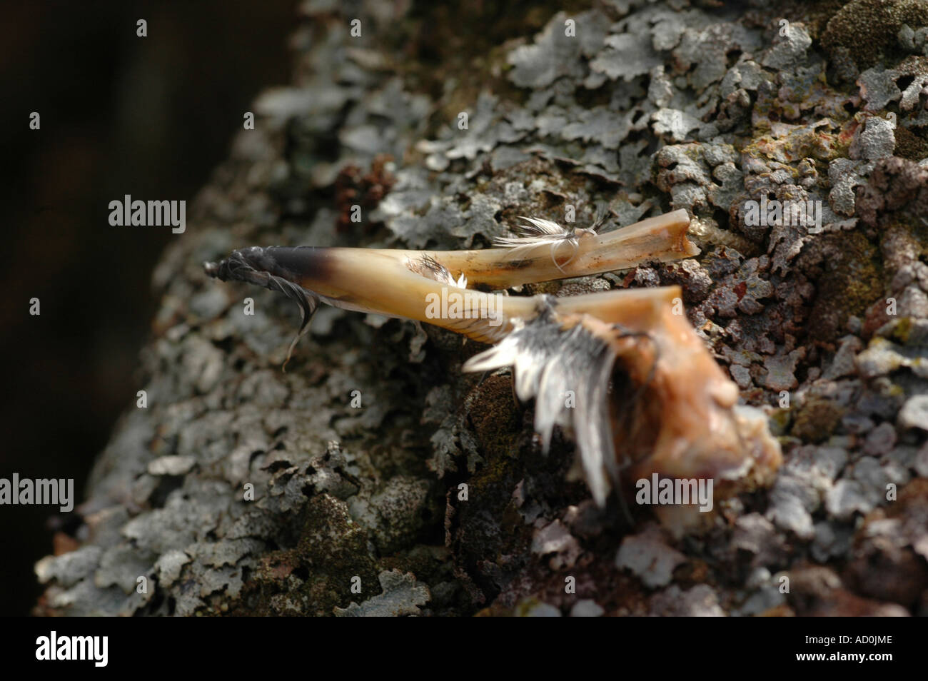 Beak of bird eaten by bird of prey on rock Stock Photo - Alamy