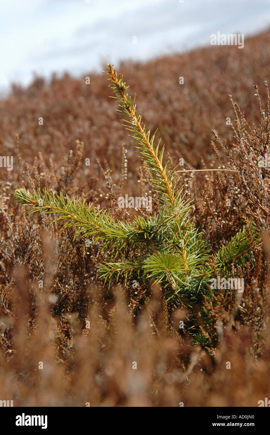 Scots Pine Pinus sylvestris sapling growing up through heather erica ...