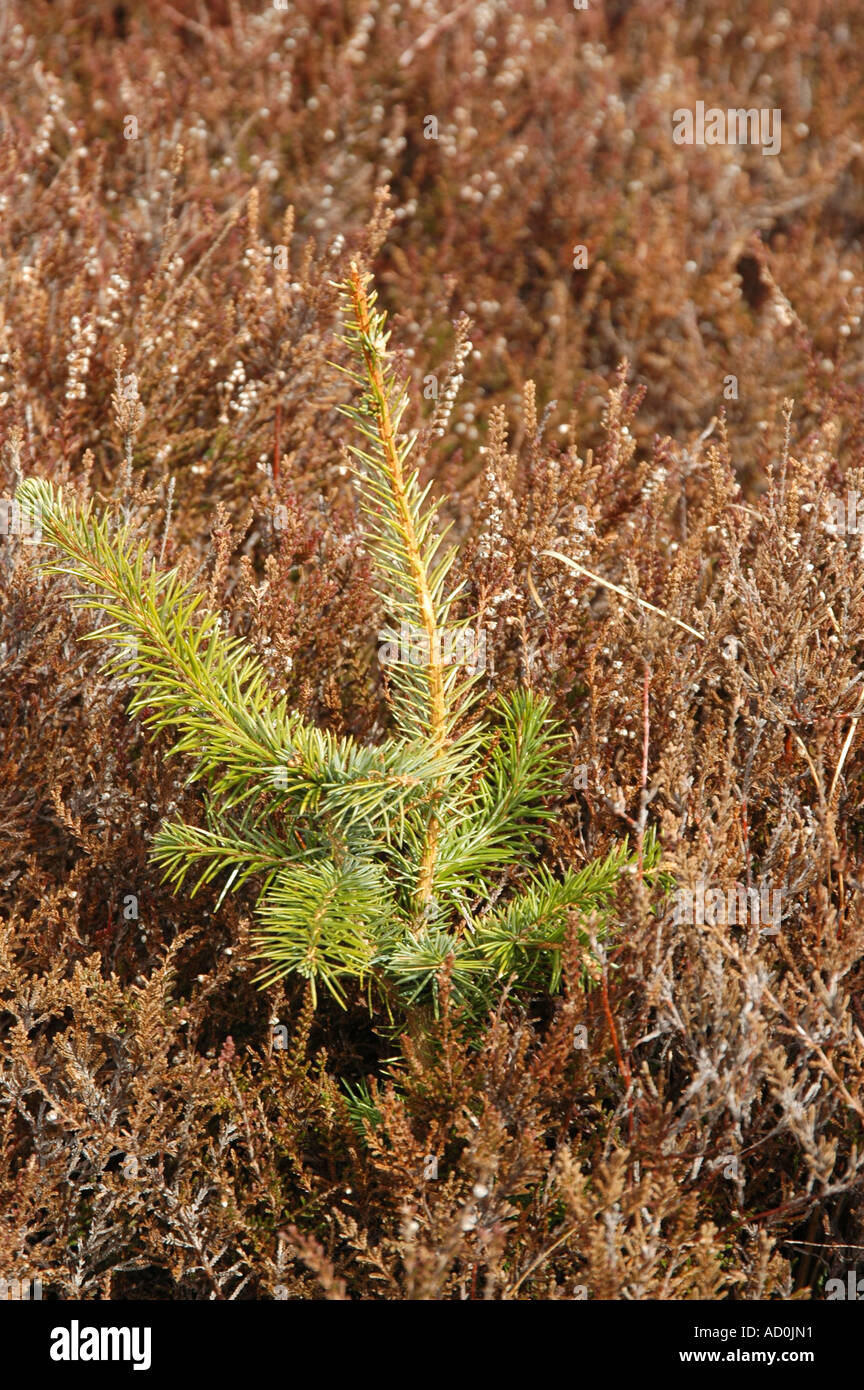 Erica Spp High Resolution Stock Photography and Images - Alamy