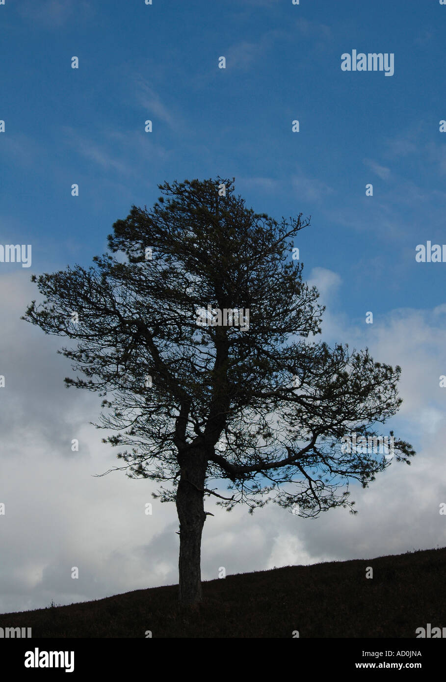 Scots Pine tree pinus sylvestris on heather moor land hill Stock Photo ...