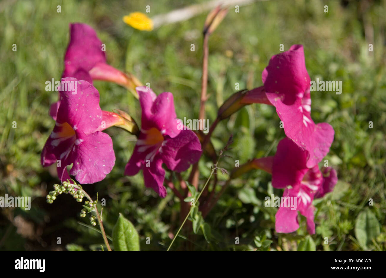 Many types of flowers bloom in the grasslands of Kham a Tibetan region ...