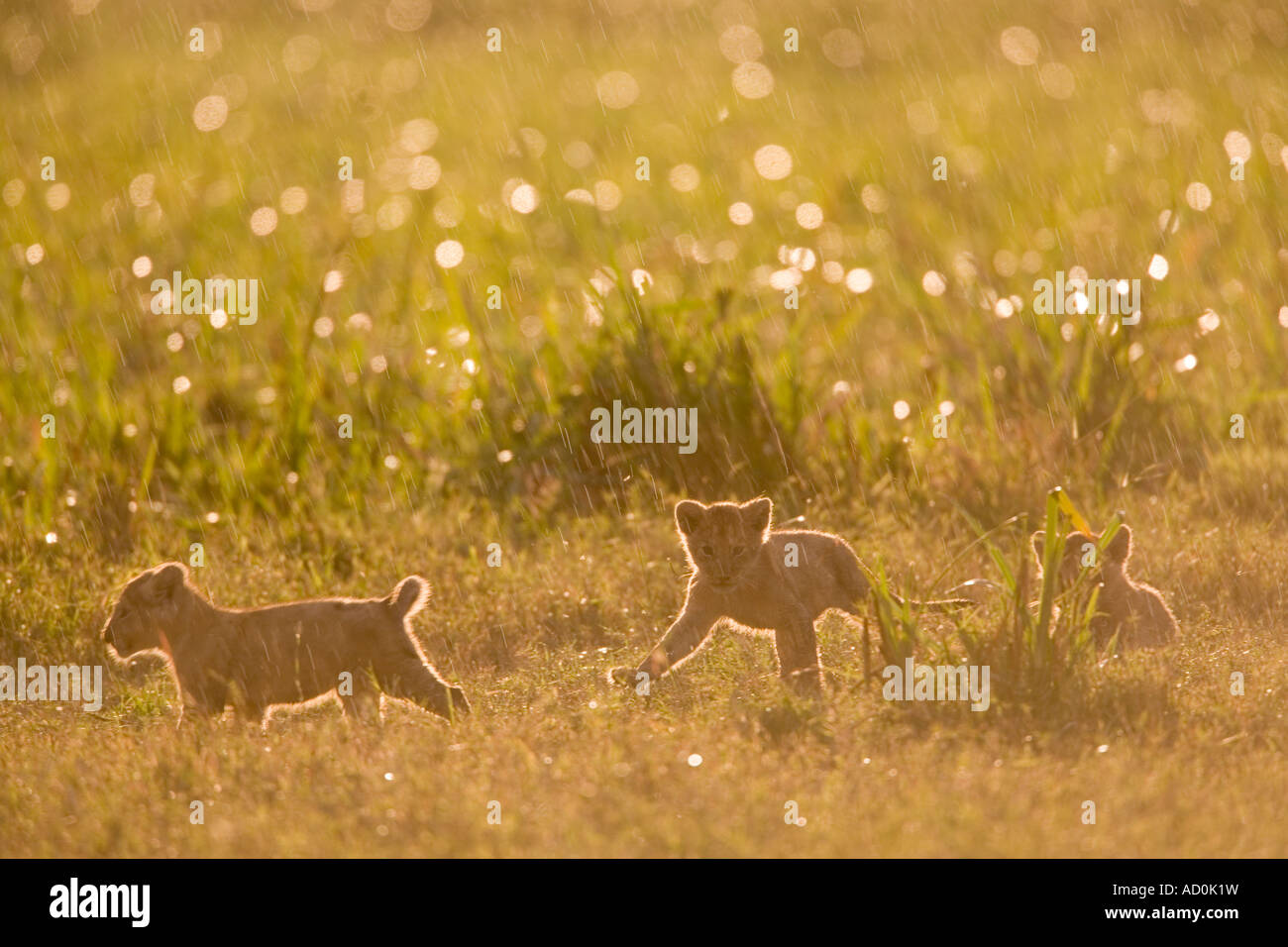 Three lion cubs playing on hi-res stock photography and images - Alamy