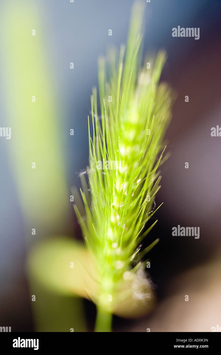 Various Flowers Macro Close Up Photography Stock Photo - Alamy