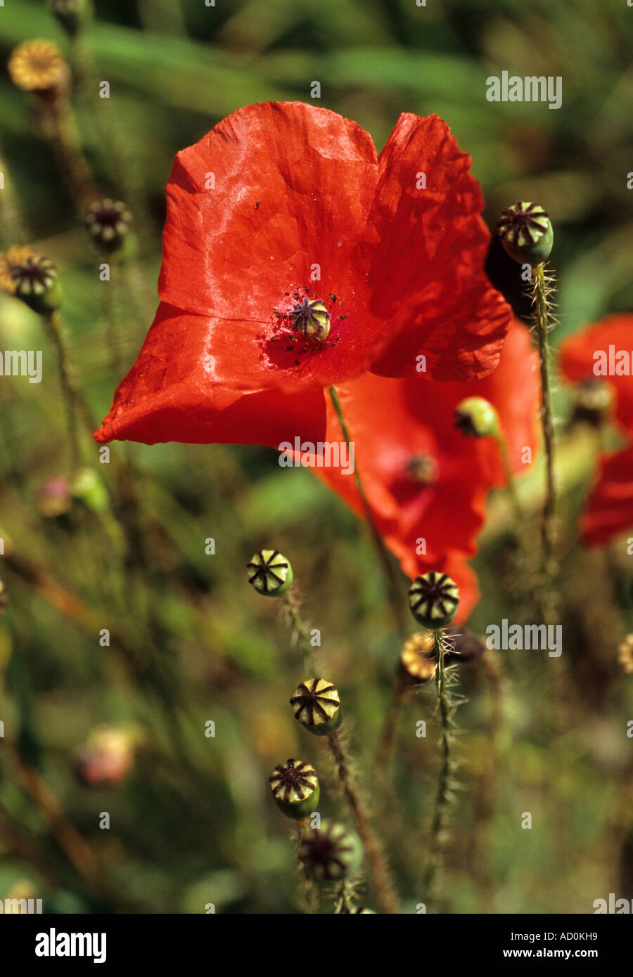 Common poppy papaver rhoeas flowers and seed heads Stock Photo - Alamy