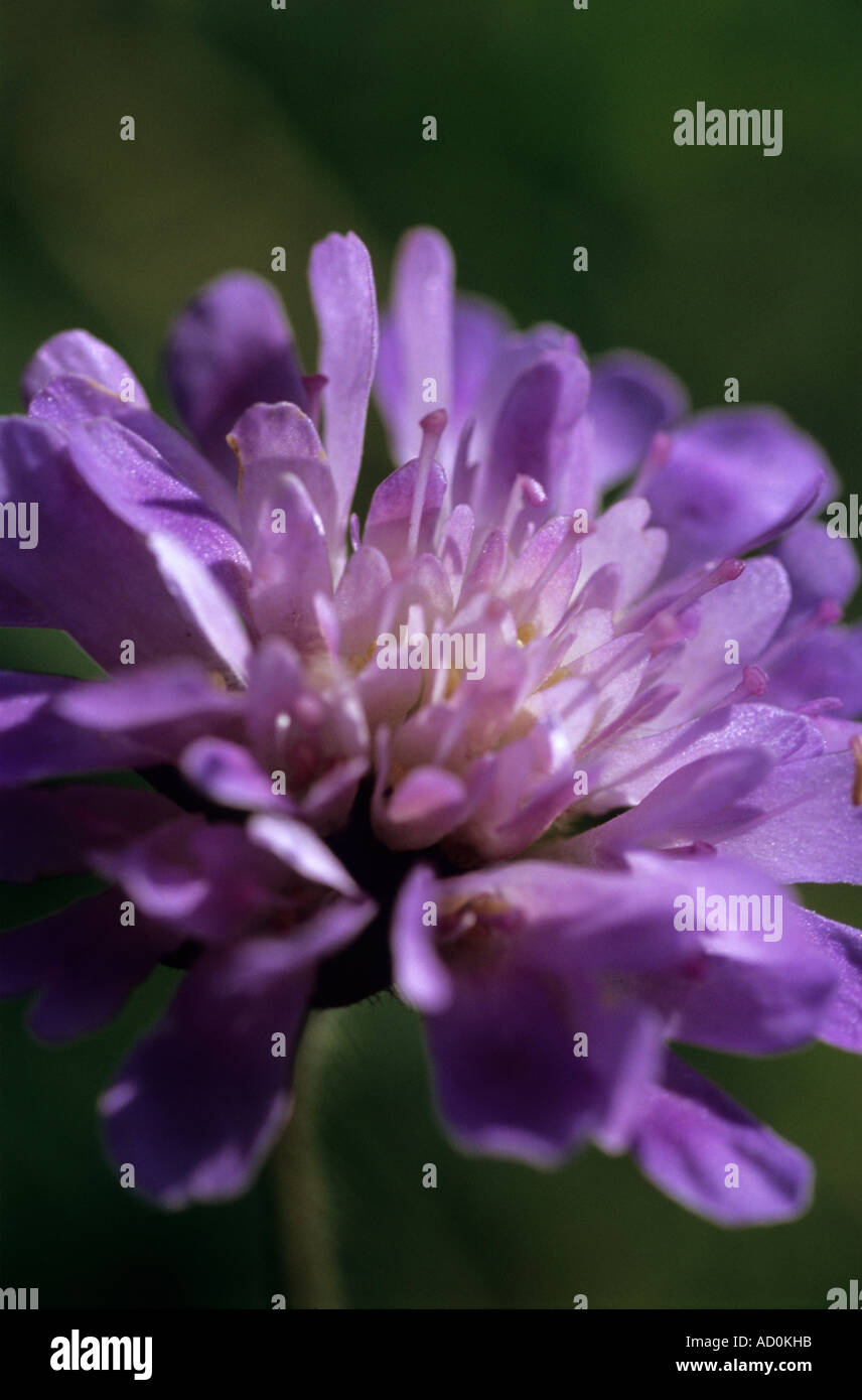 Field scabious (Knautia arvensis) flower Stock Photo - Alamy