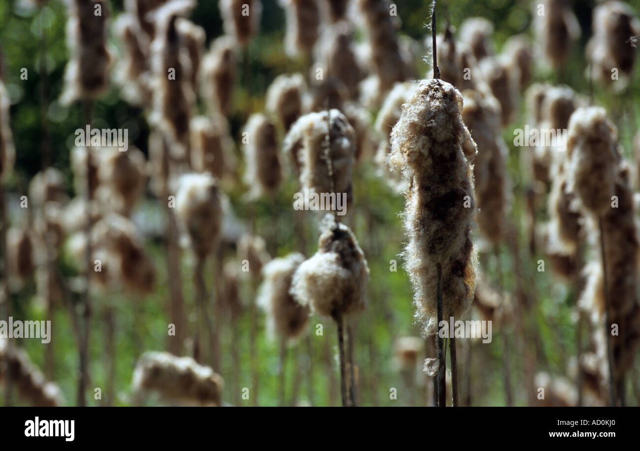 Reedmace typha latifolia hi-res stock photography and images - Alamy