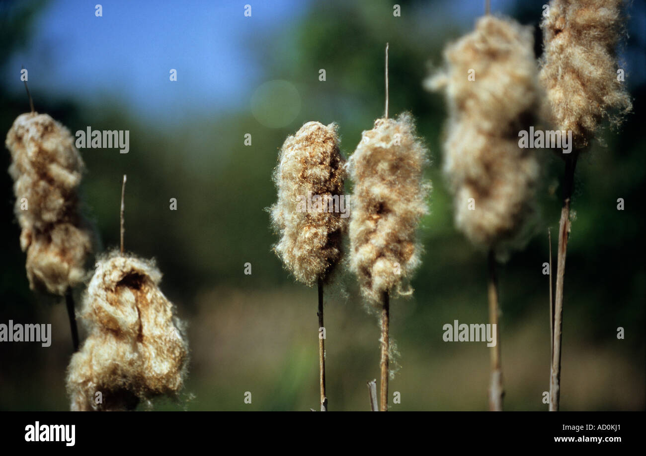 Great reedmace typha latifolia seed heads Stock Photo - Alamy