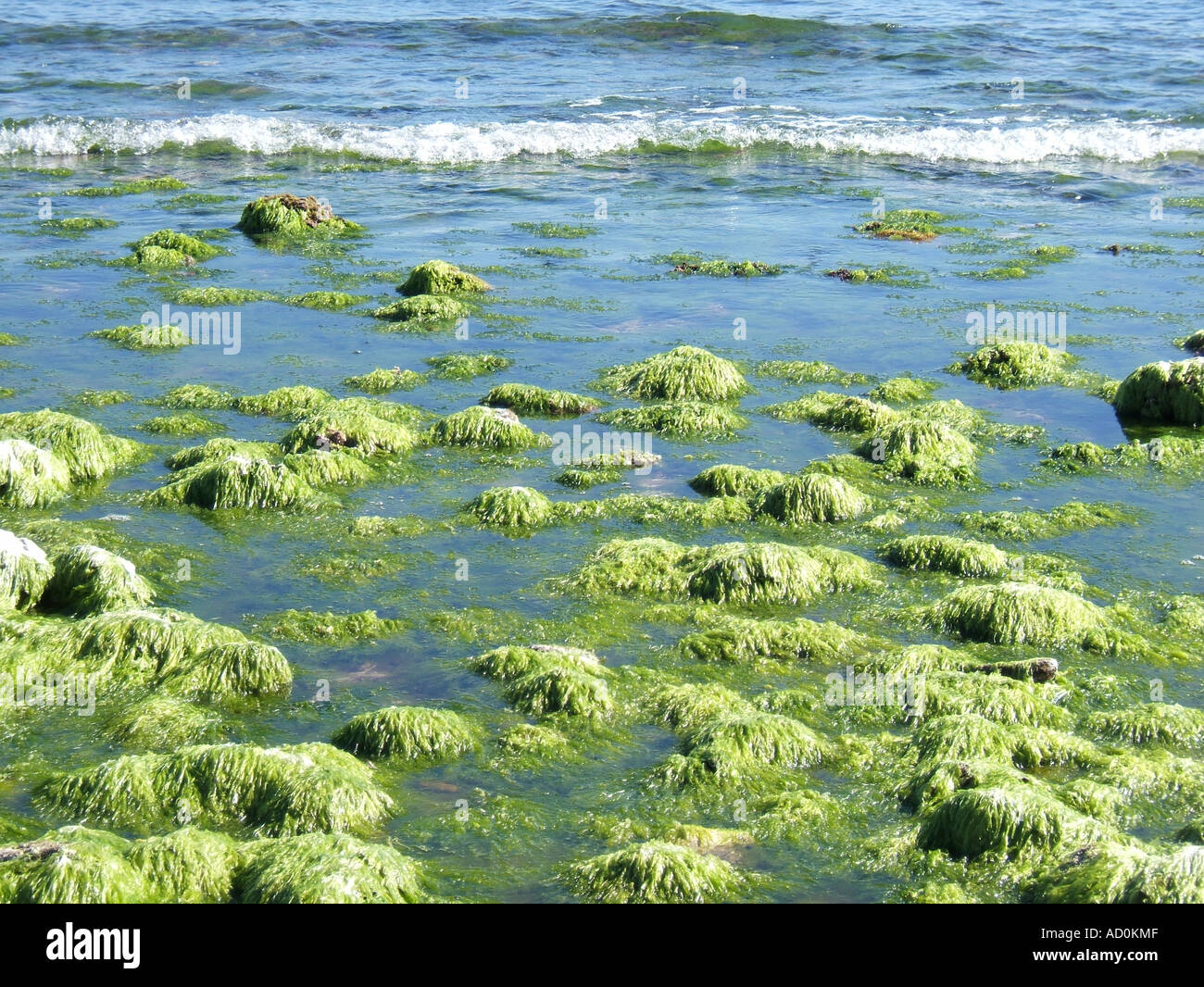 seaweed on coastline by beach Stock Photo - Alamy