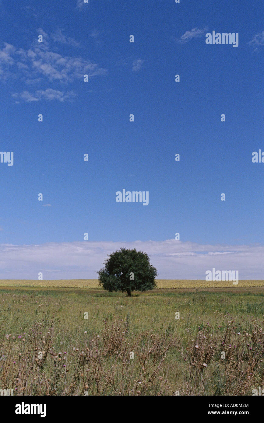 single tree in field Stock Photo - Alamy