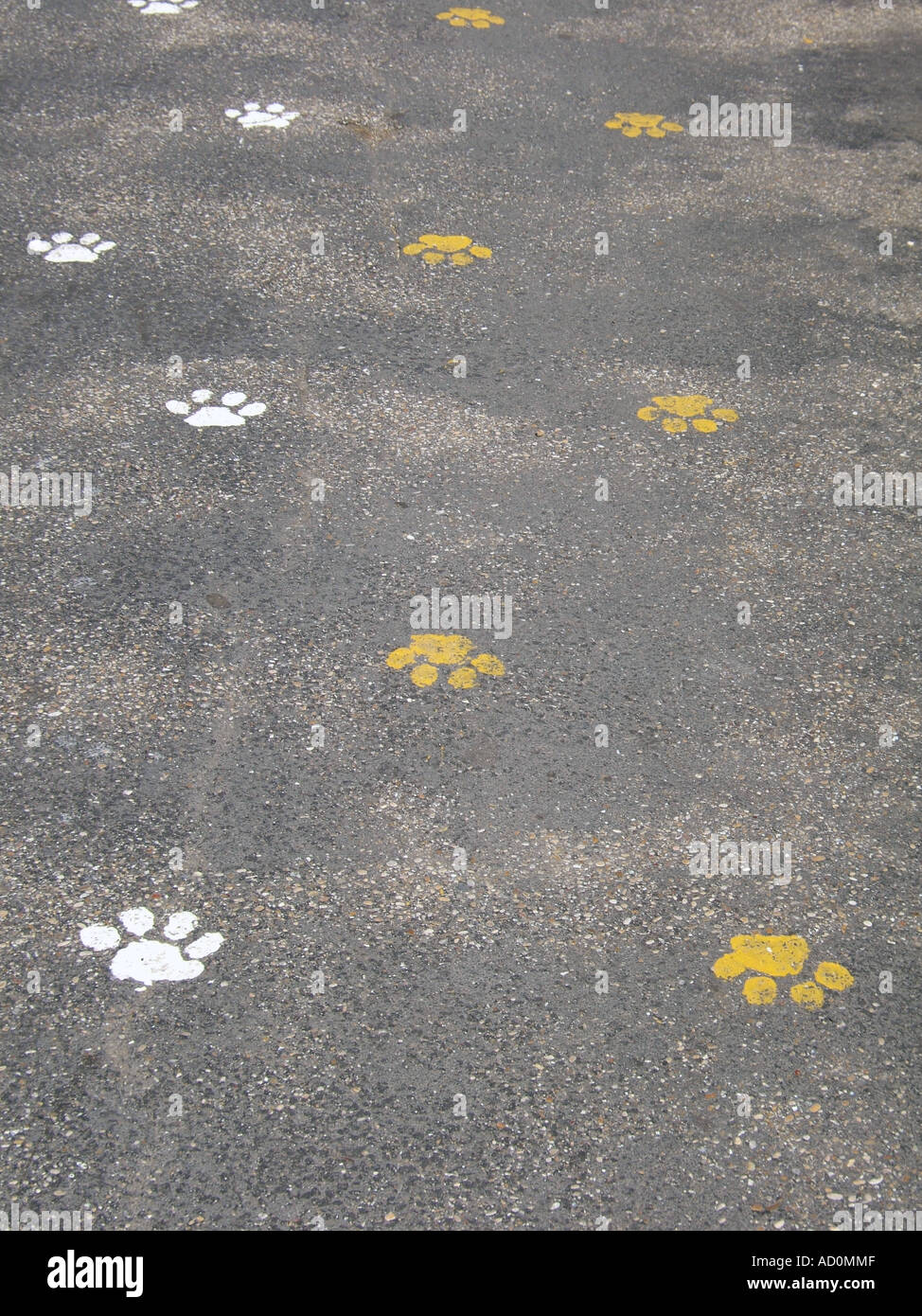 dog paw prints painted on road Stock Photo - Alamy