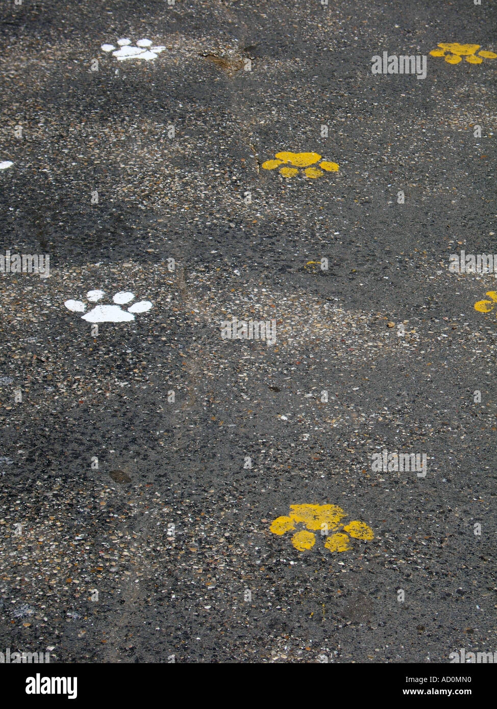 dog paw prints painted on road Stock Photo - Alamy