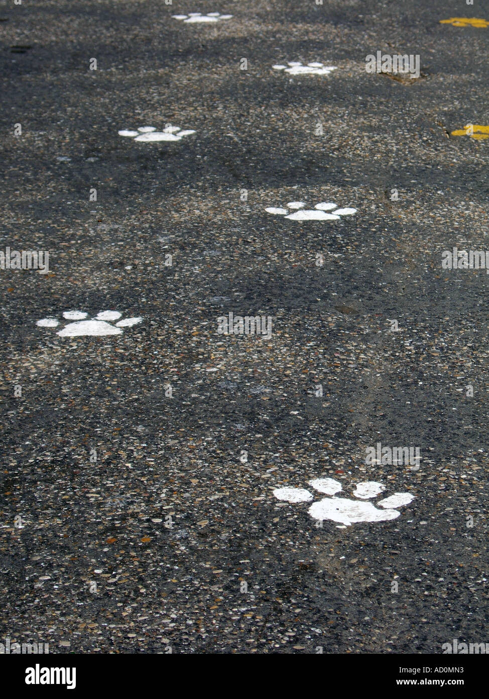 dog paw prints painted on road Stock Photo - Alamy
