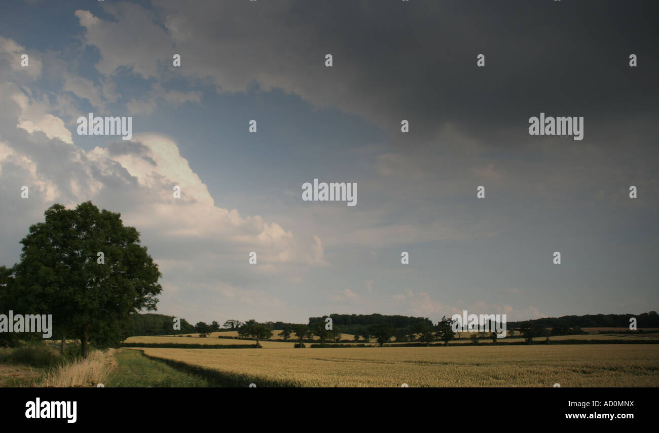 English countryside in Bedfordshire UK showing wheat field with a storm ...