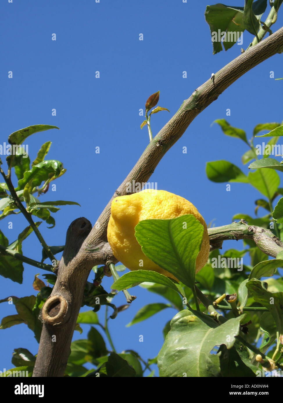 Lemon tree rome italy hi-res stock photography and images - Alamy