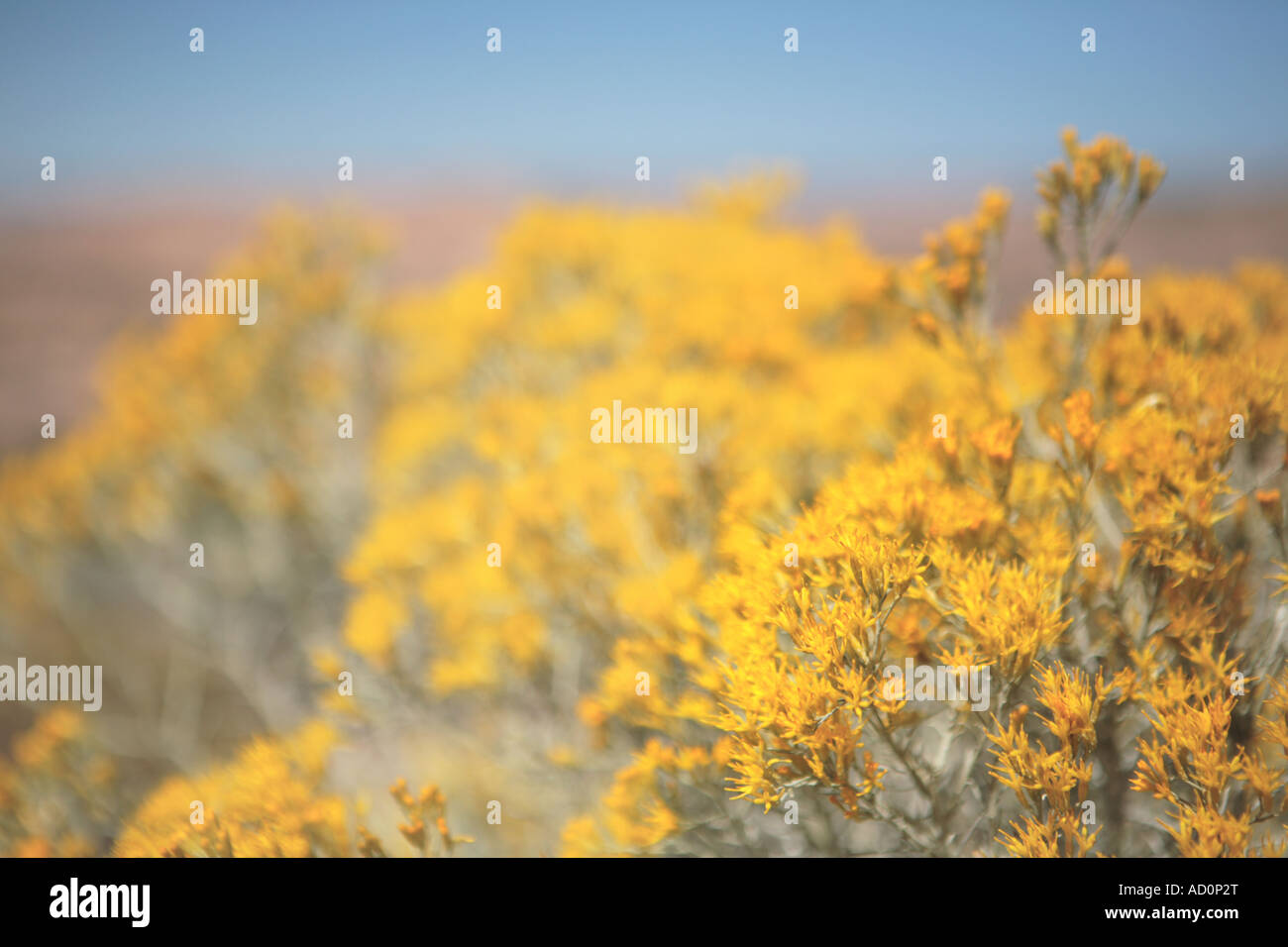 mountain desert wildflowers northern new mexico Stock Photo - Alamy