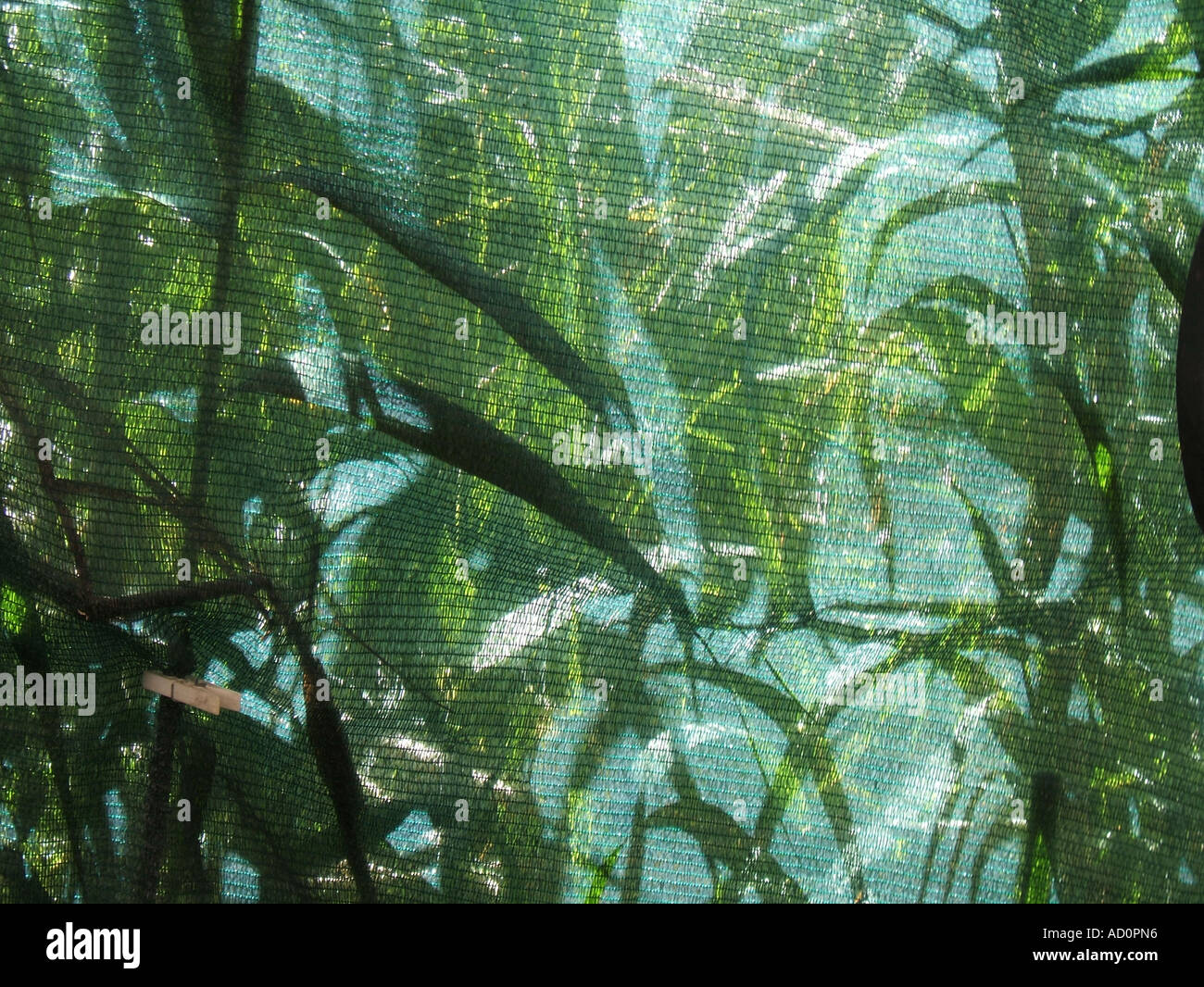 long grass seen through green mesh net Stock Photo - Alamy