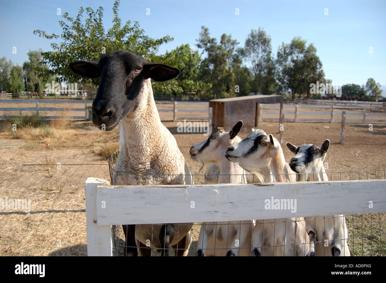 Sam the sheep hi-res stock photography and images - Alamy