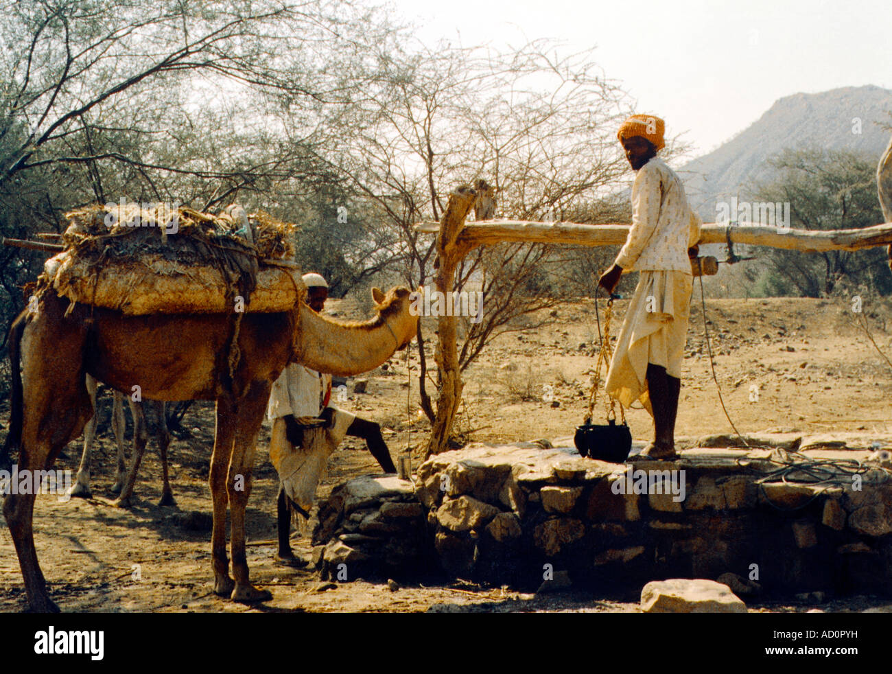 Abu Arish Saudi Arabia Bedouin Watering Camel At Well Stock Photo - Alamy
