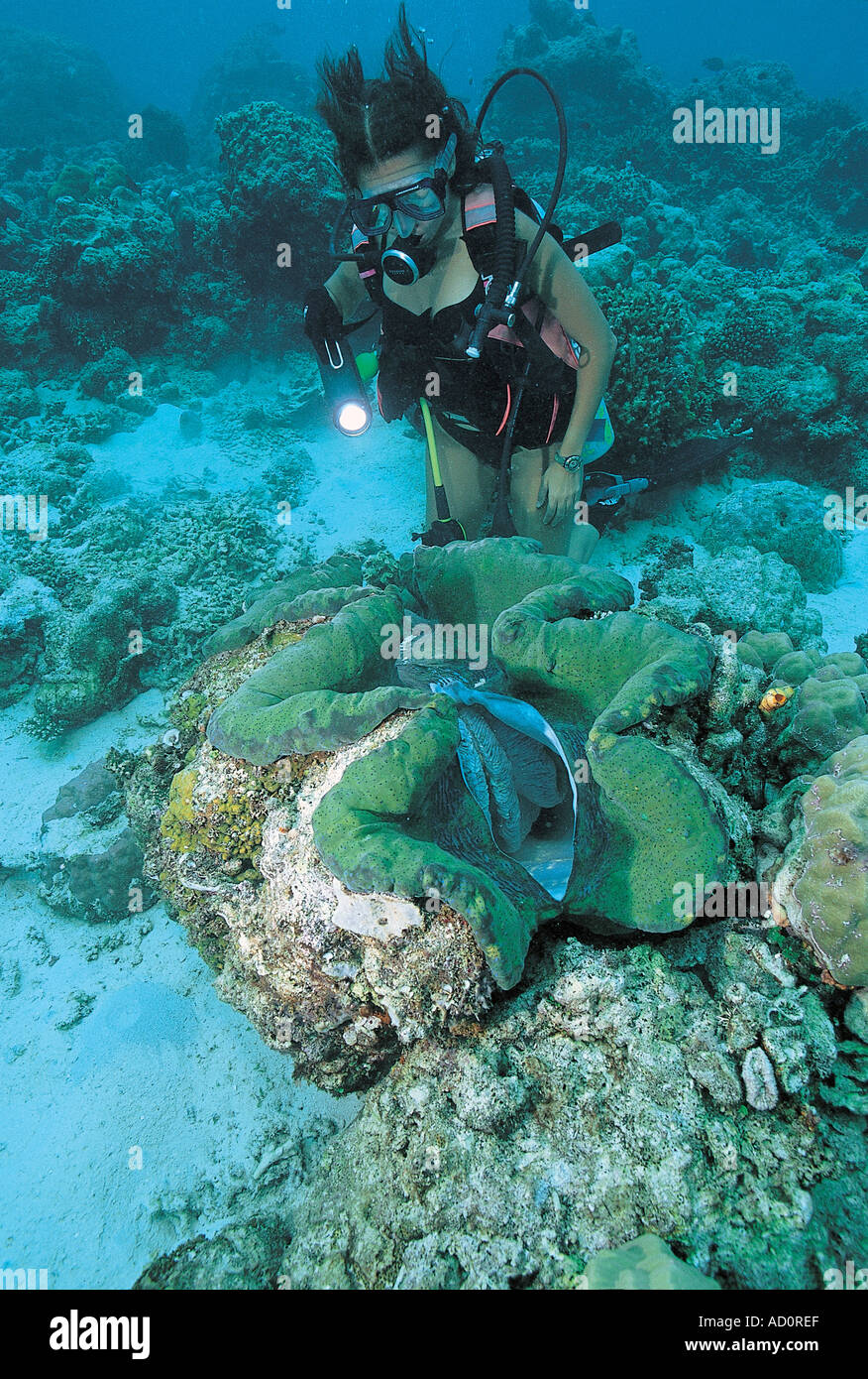 Giant clam scuba diving diver hi-res stock photography and images - Alamy