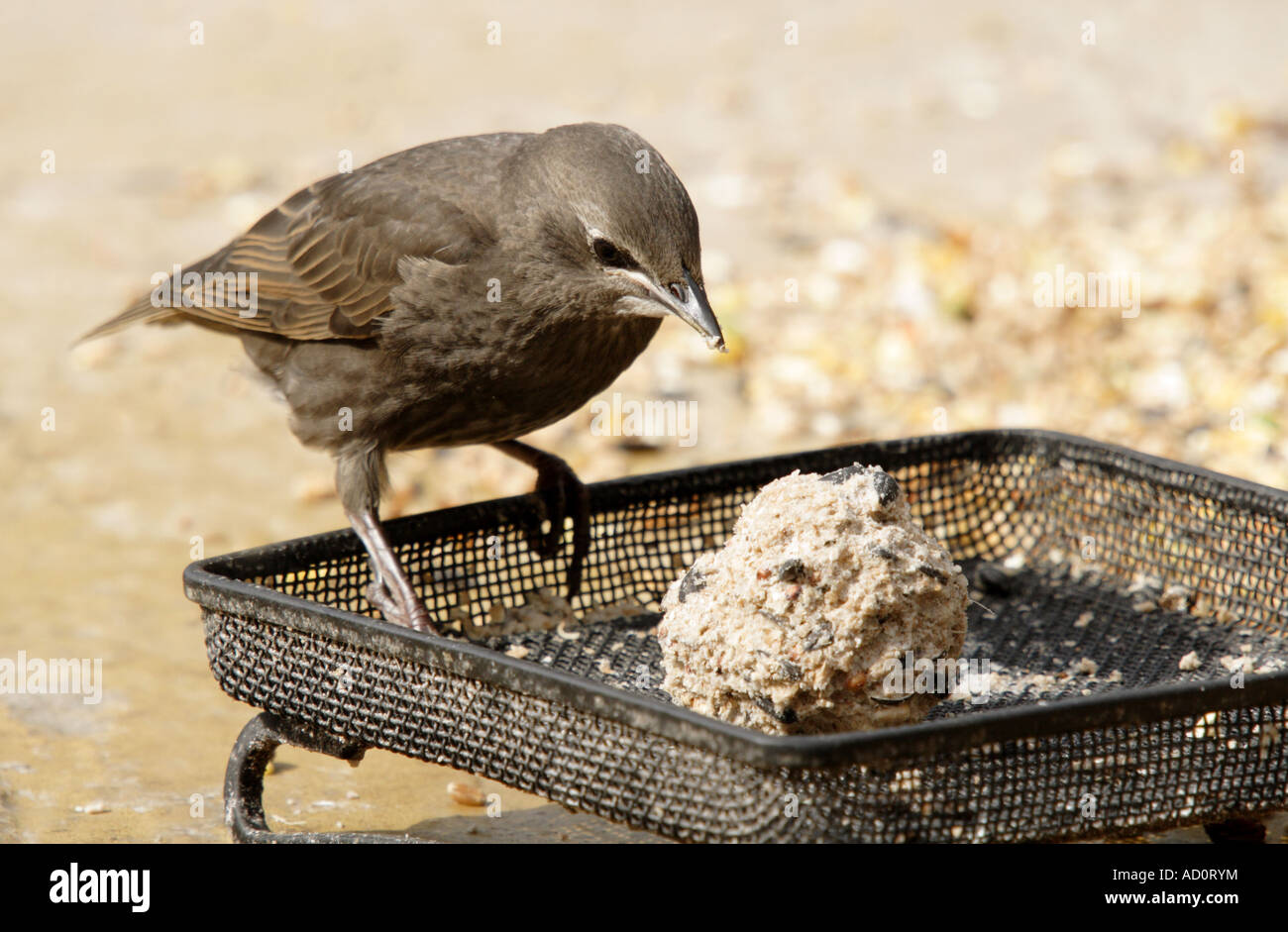 Juvenile Starling, Sturnus vulgaris, eating fat ball on garden patio ...