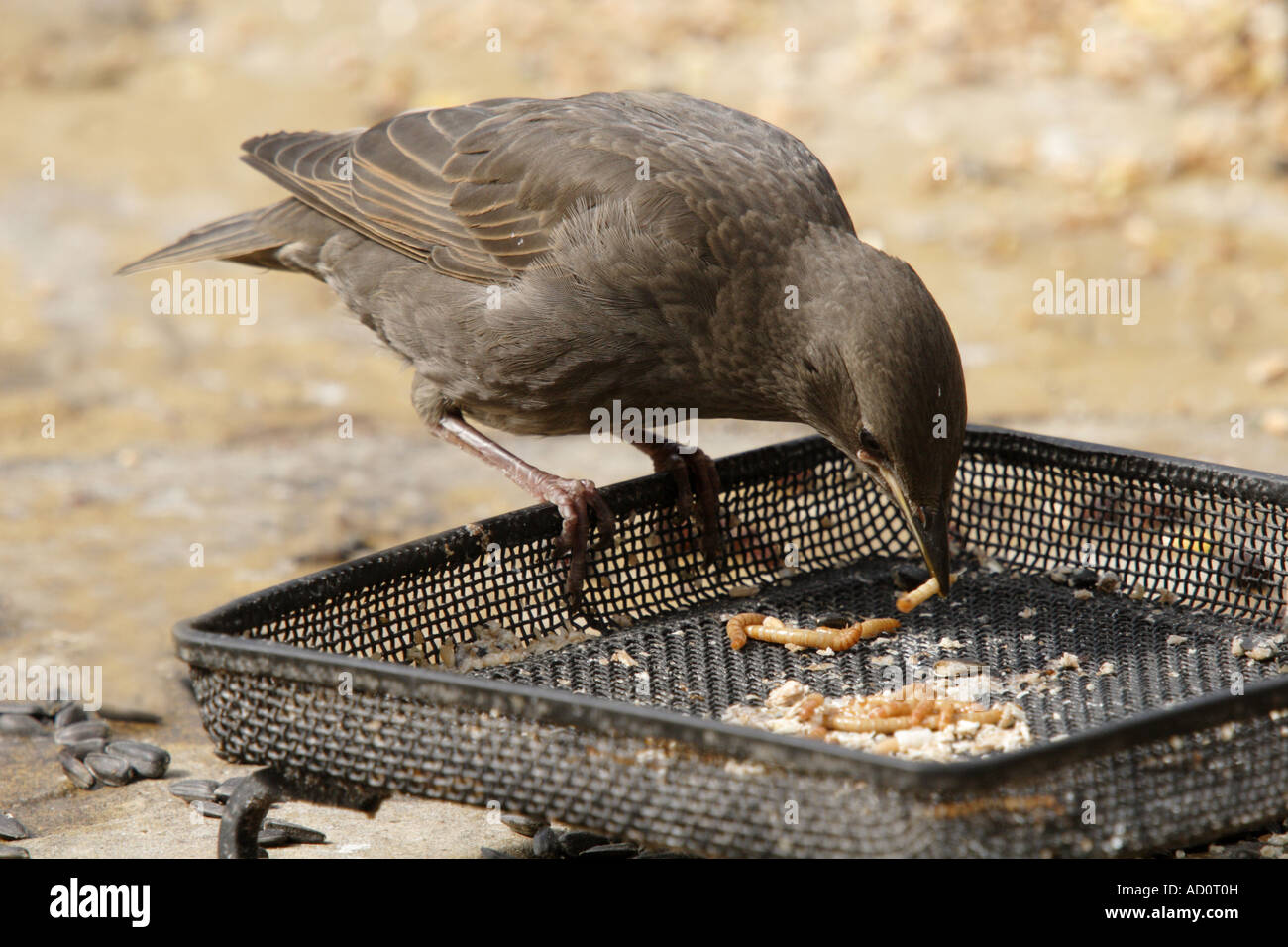 Starling Eating Worms High Resolution Stock Photography and Images - Alamy