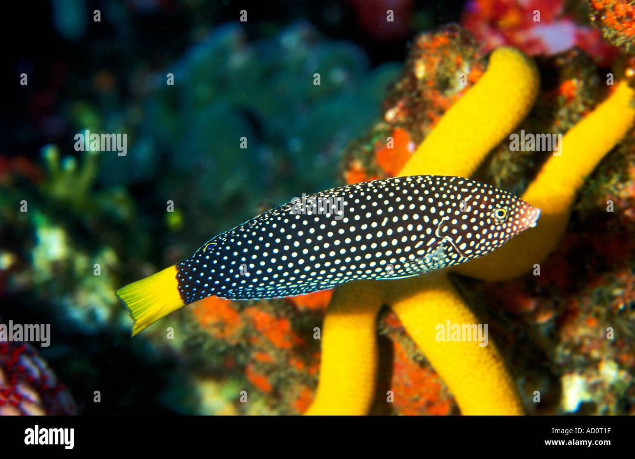 Yellowtail wrasse Anampses meleagrides Similan Islands Thailand Stock ...