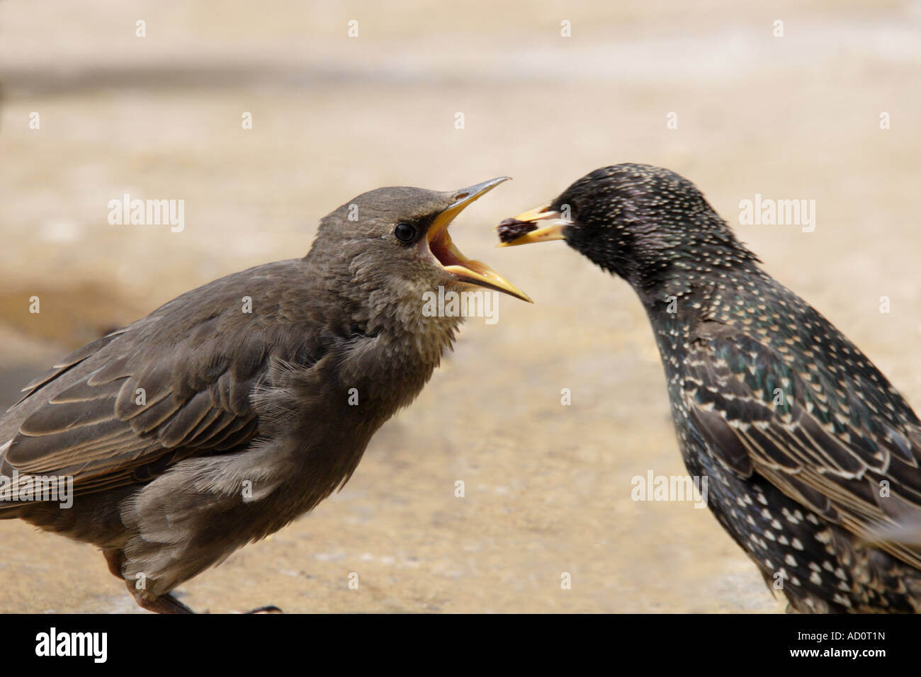 Adult starling feeding fledgling hi-res stock photography and images ...
