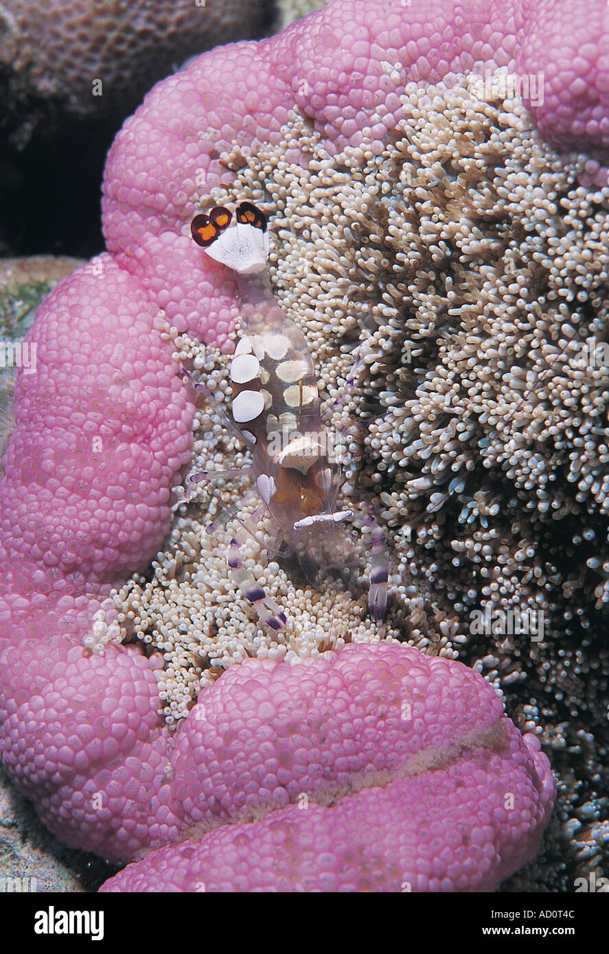 Anemone shrimp Periclimenes brevicarpalis on an adhesive sea anemone ...