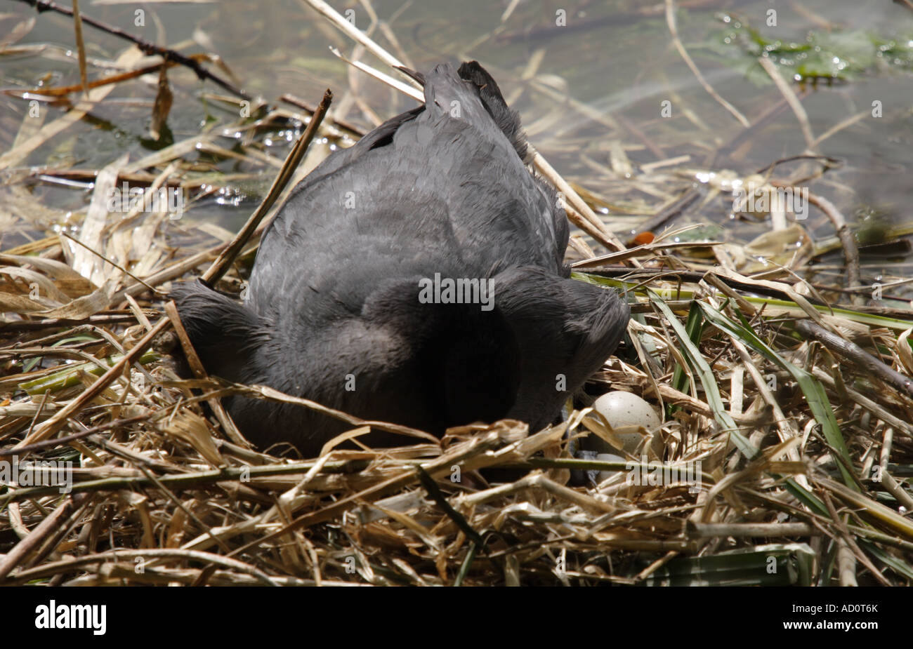 Eurasian coot eggs hi-res stock photography and images - Alamy