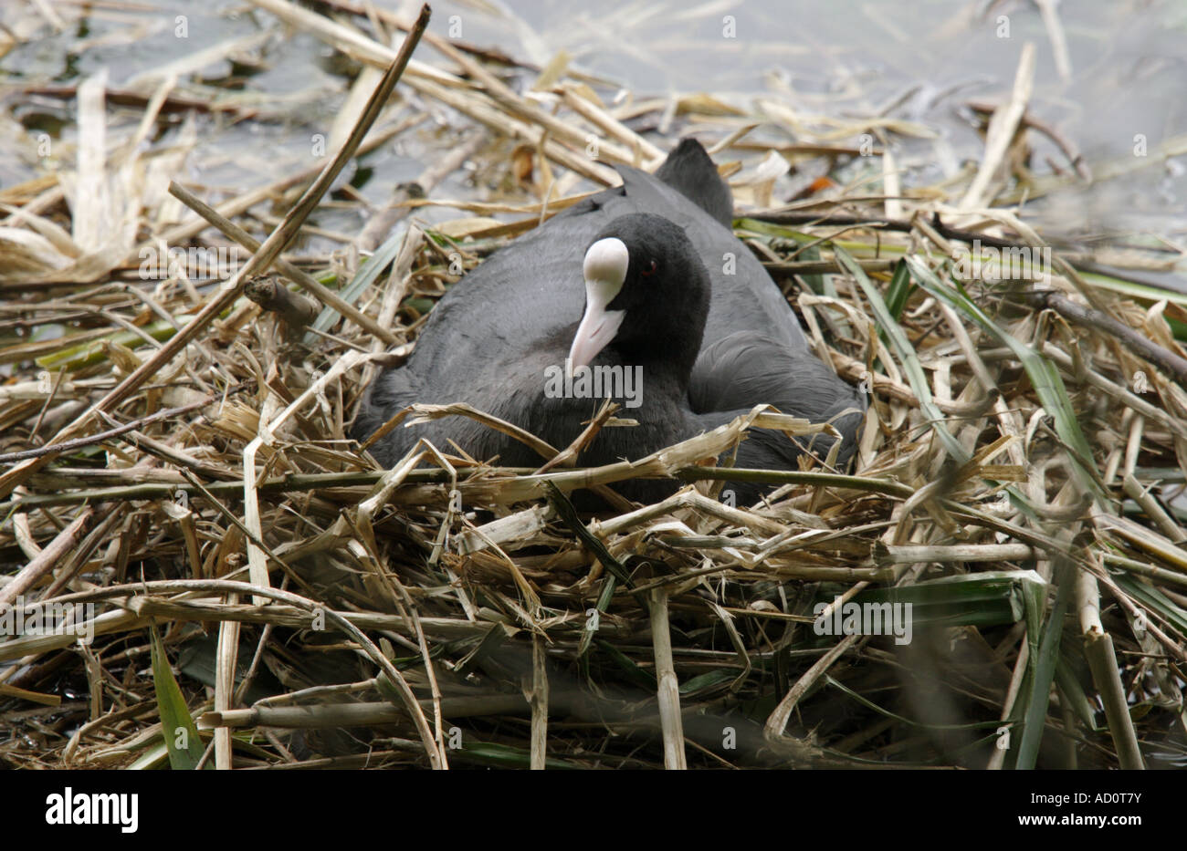 Eurasian coot eggs hi-res stock photography and images - Alamy