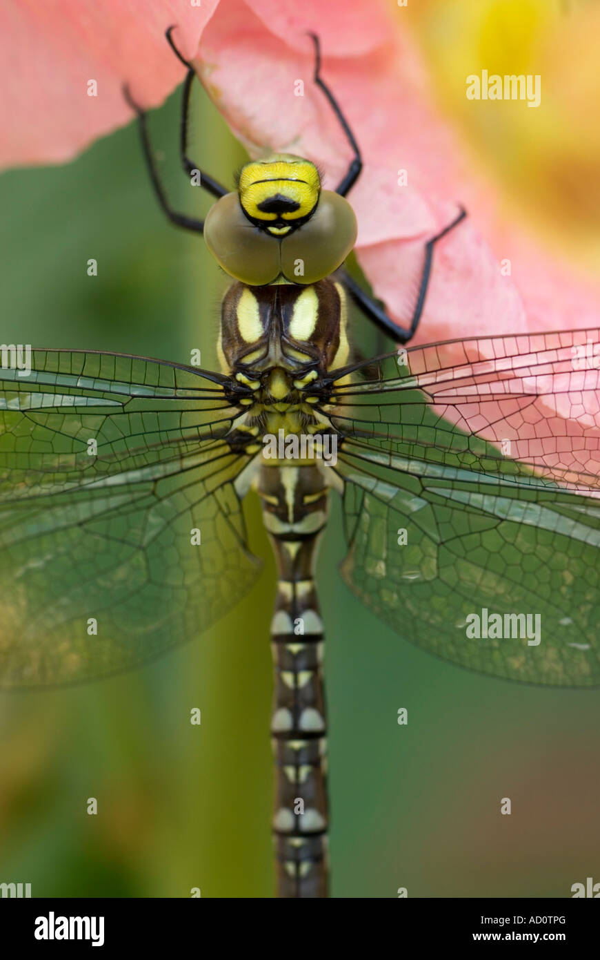 Common Hawker dragonfly Stock Photo - Alamy