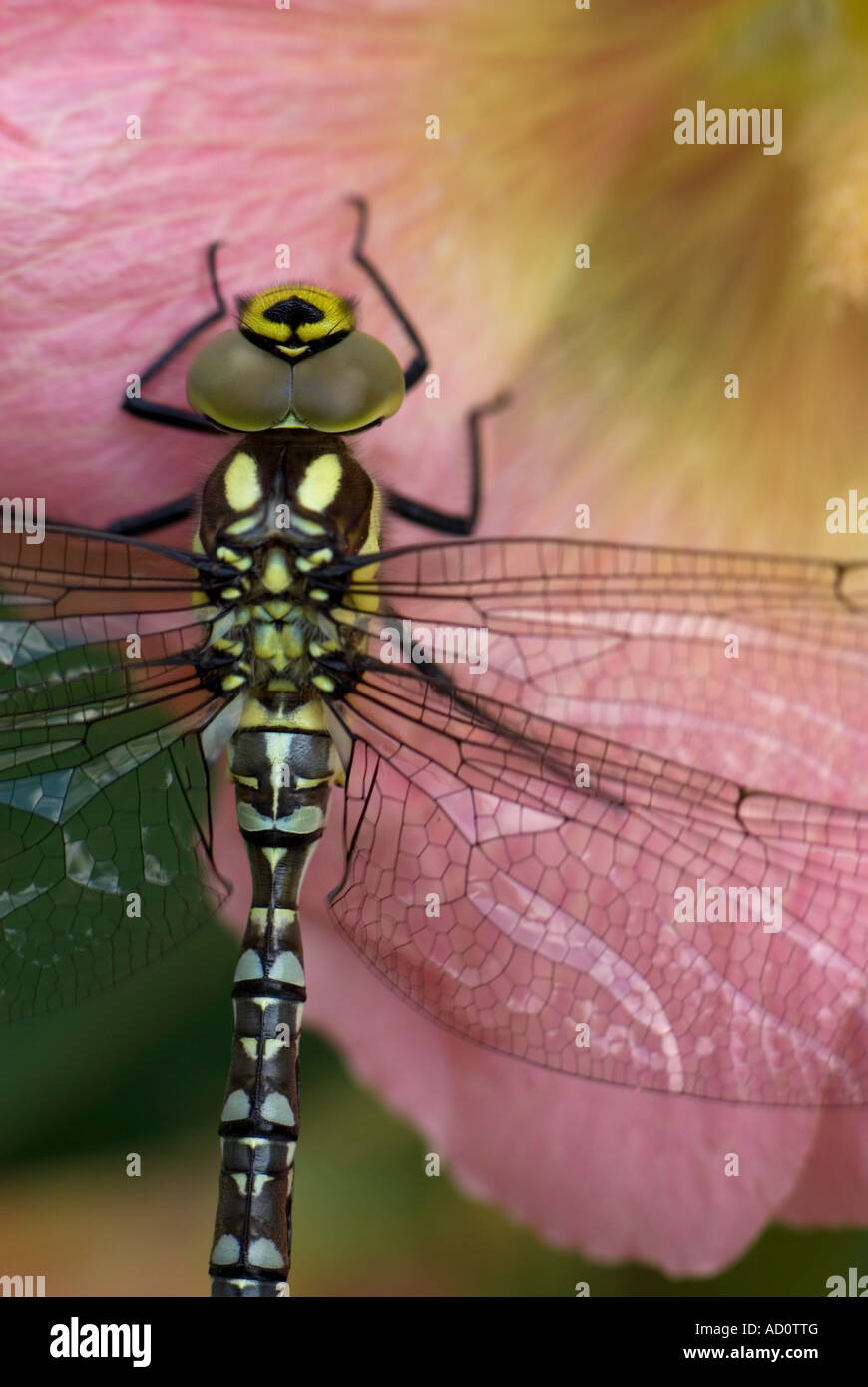 Common Hawker dragonfly Stock Photo - Alamy