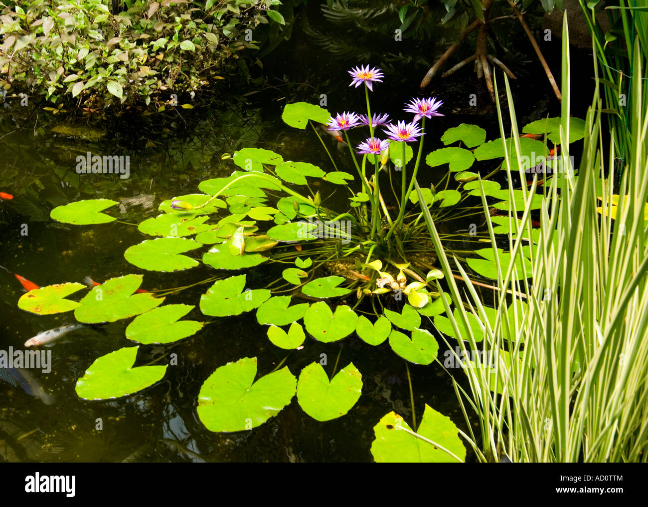 Lily Pads & Koi Fish Stock Photo - Alamy