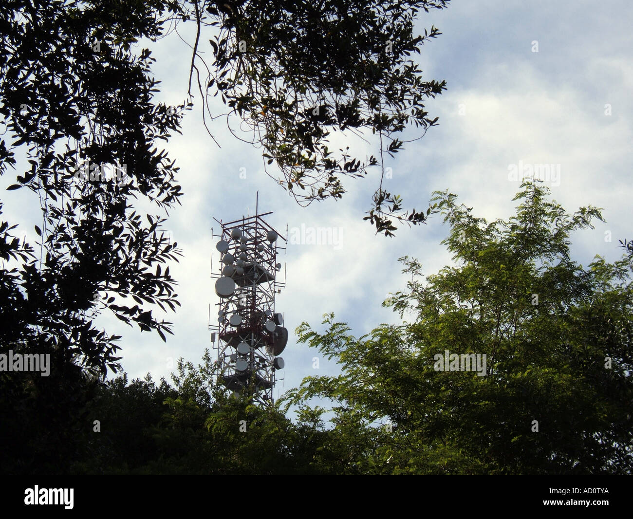 radio receiver mast transmitter seen through trees Stock Photo - Alamy